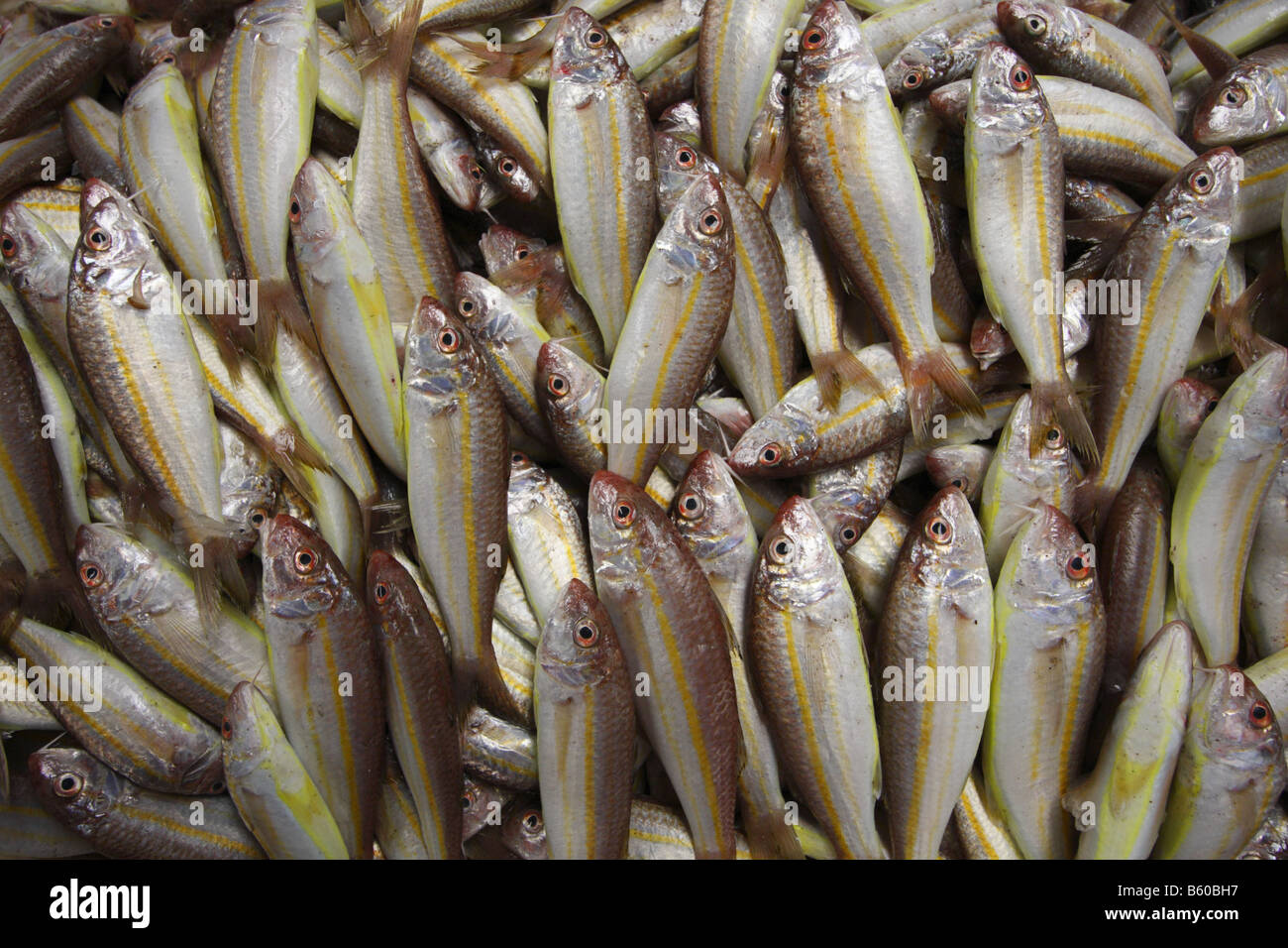 Dubai fish market hi-res stock photography and images - Alamy