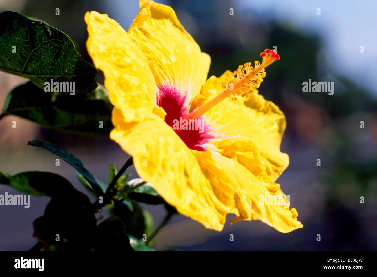 Hawaii Tropical Flowers - Yellow Hibiscus Flower in Bloom, Island of ...