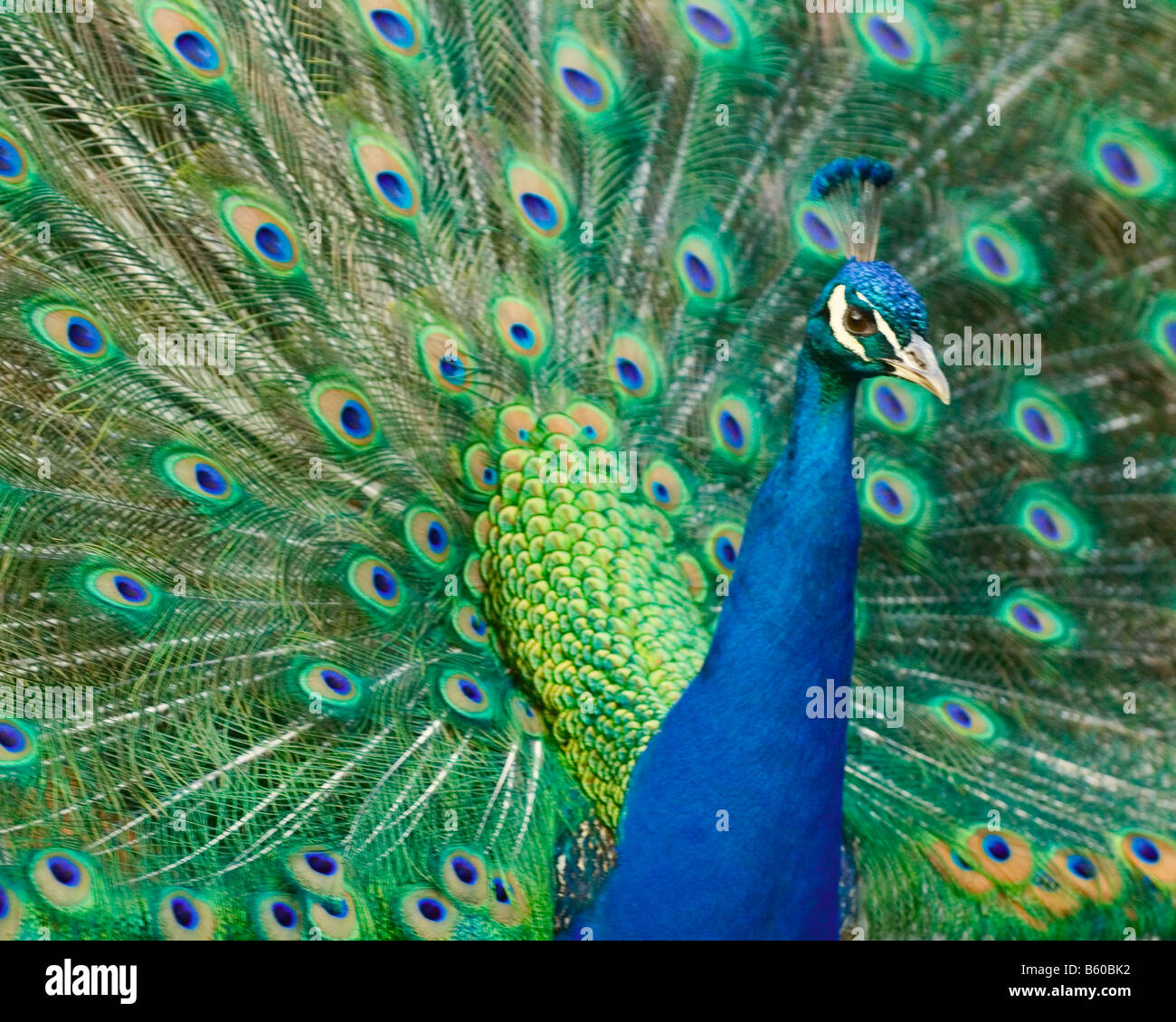 Tail Train High Resolution Stock Photography and Images - Alamy