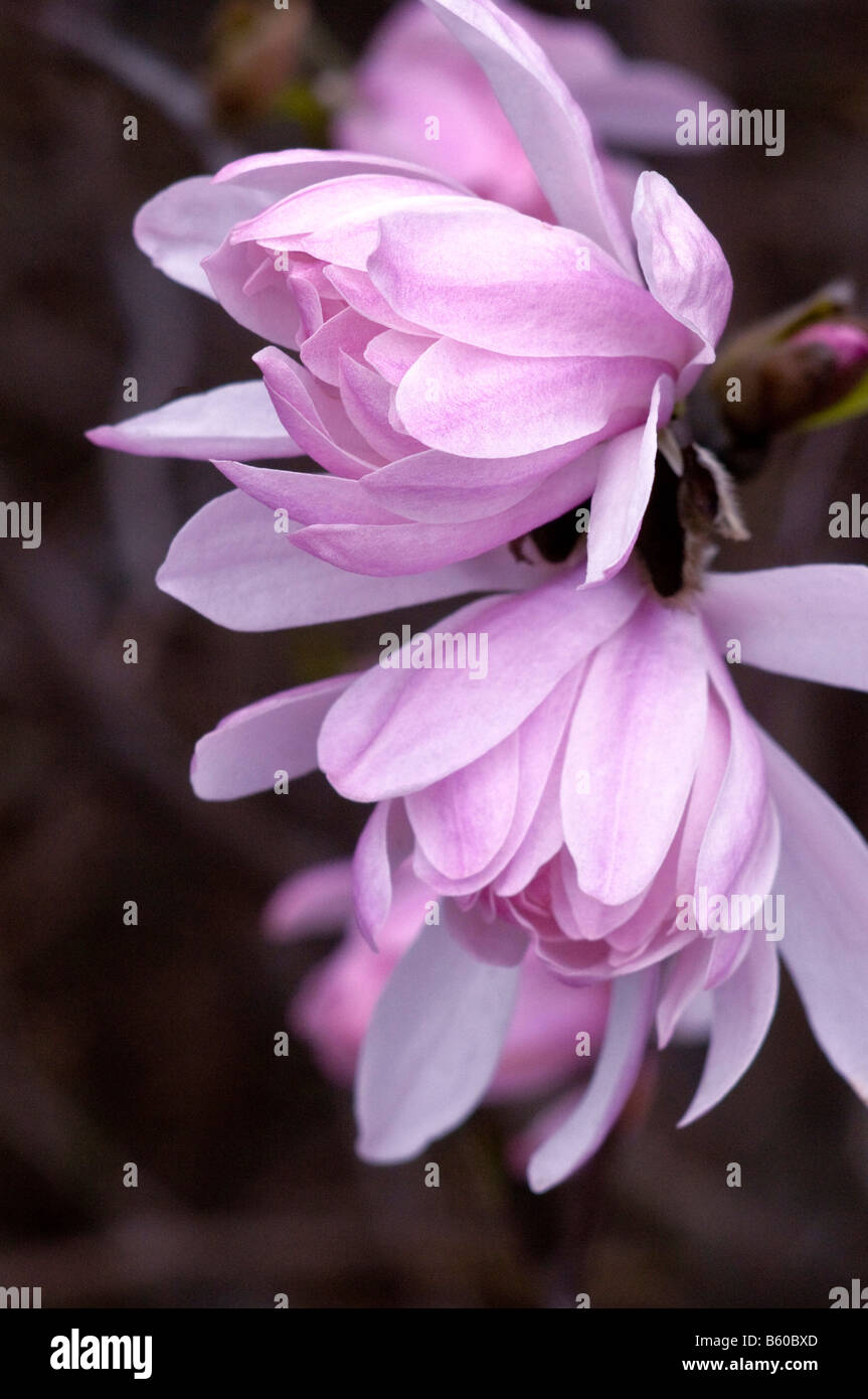 Powder poof hi-res stock photography and images - Alamy