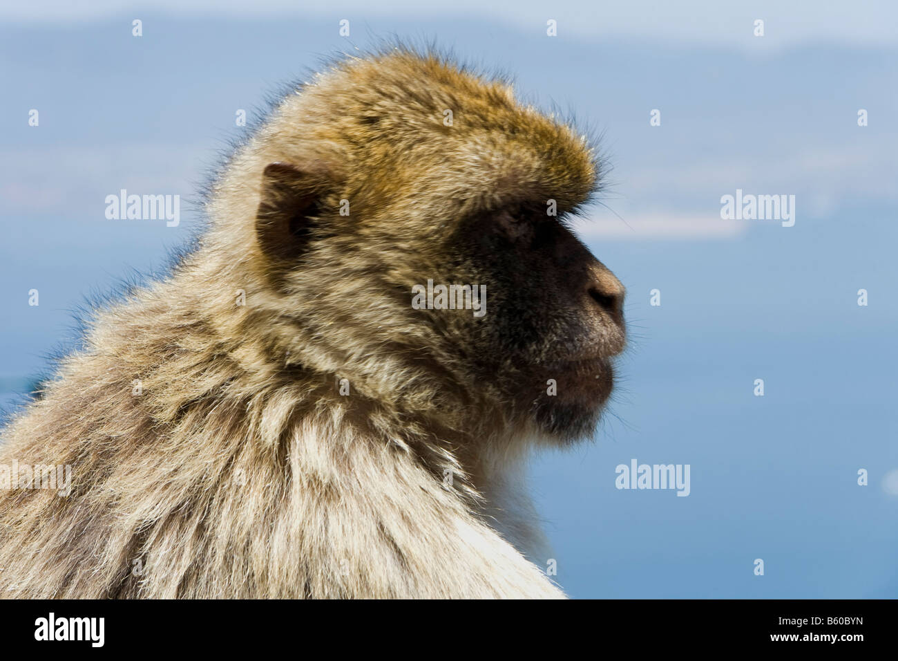 Gibraltar, ape, animal Stock Photo - Alamy