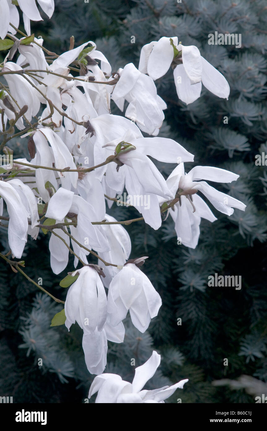 Magnolia Wadas Memory Stock Photo - Alamy