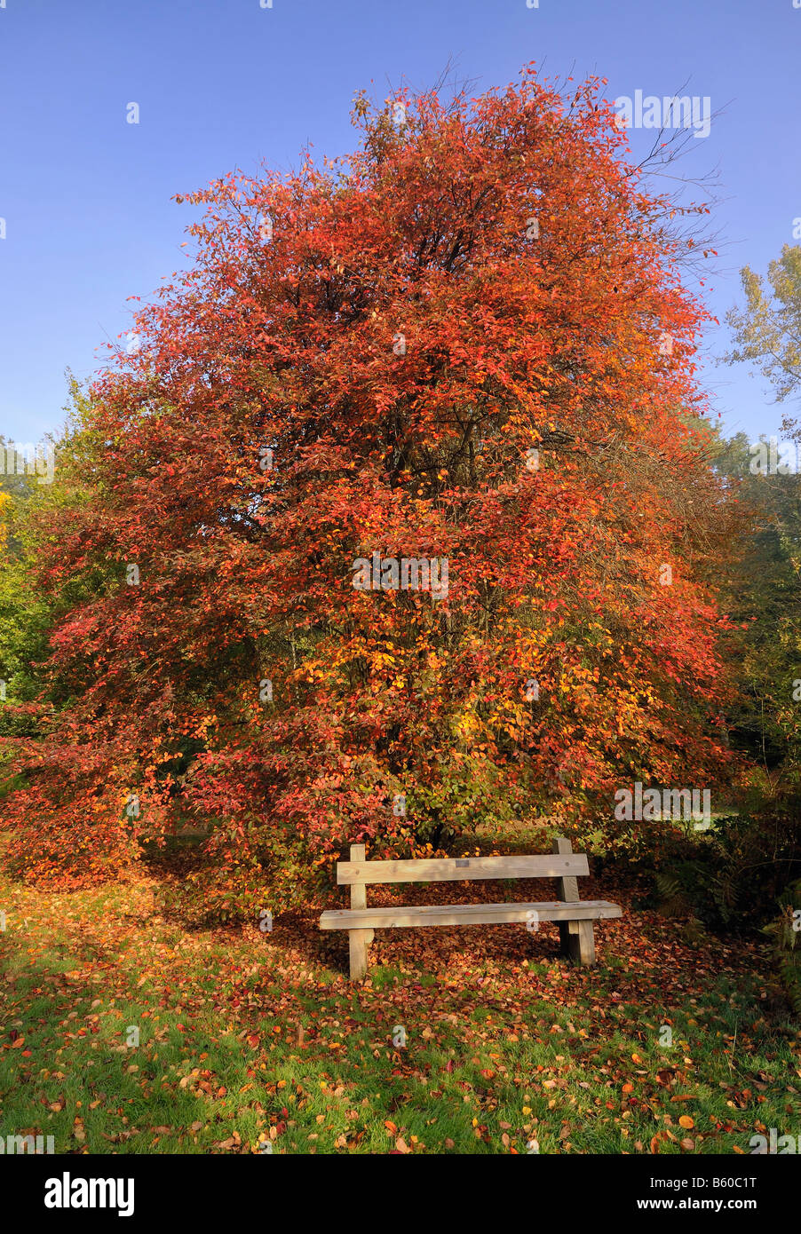 Snowy Mespil Amelanchier laevis Autumn leaves Stock Photo - Alamy