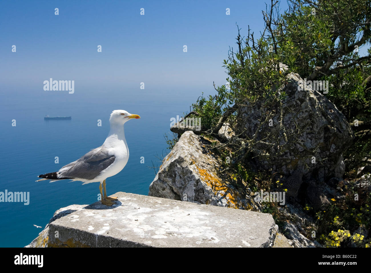 Gibraltar, seagull, bird, sea Stock Photo - Alamy
