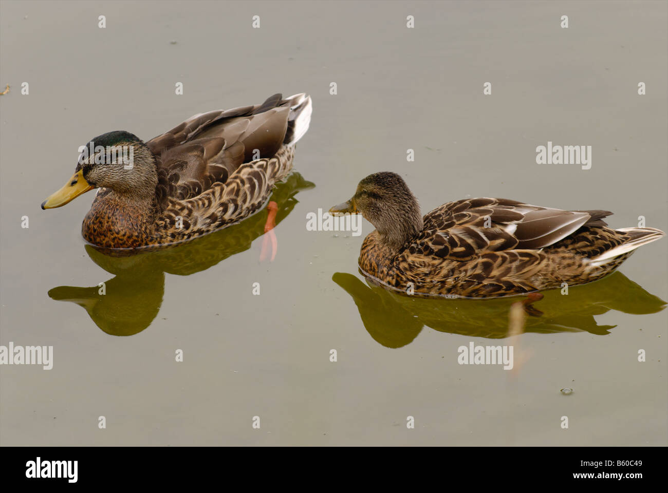 Two ducks mallard ducks hi-res stock photography and images - Alamy