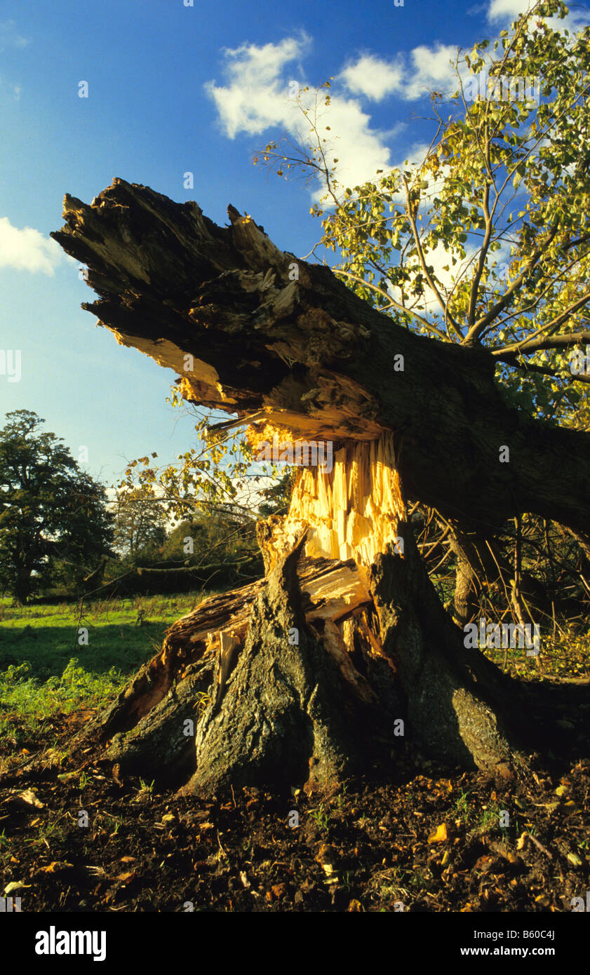 Storm damaged tree, Wiltshire, UK Stock Photo - Alamy