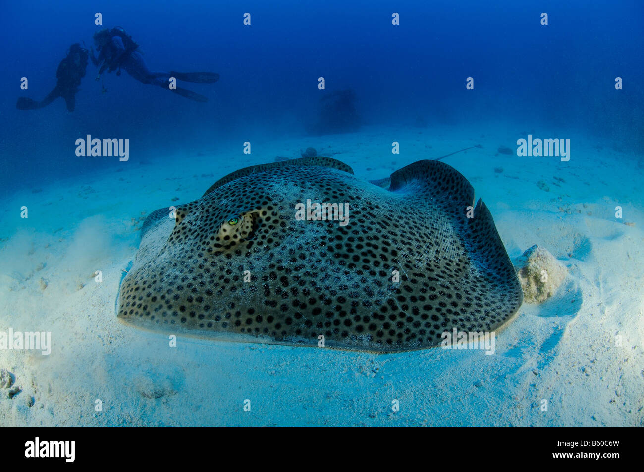 Himantura uarnak hi-res stock photography and images - Alamy