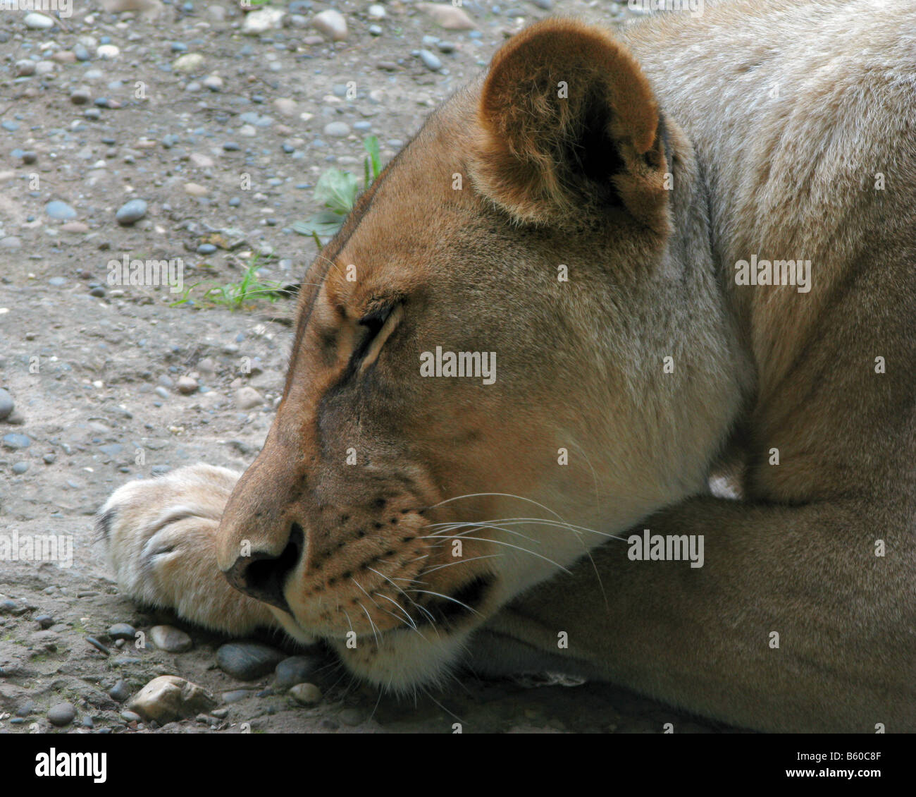 Lioness sleep sleeping hi-res stock photography and images - Alamy
