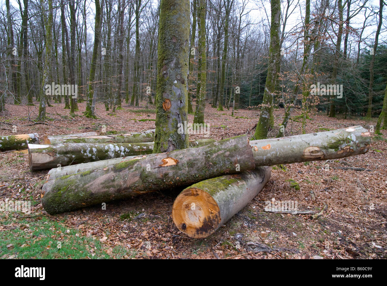 Tronc darbres hi-res stock photography and images - Alamy