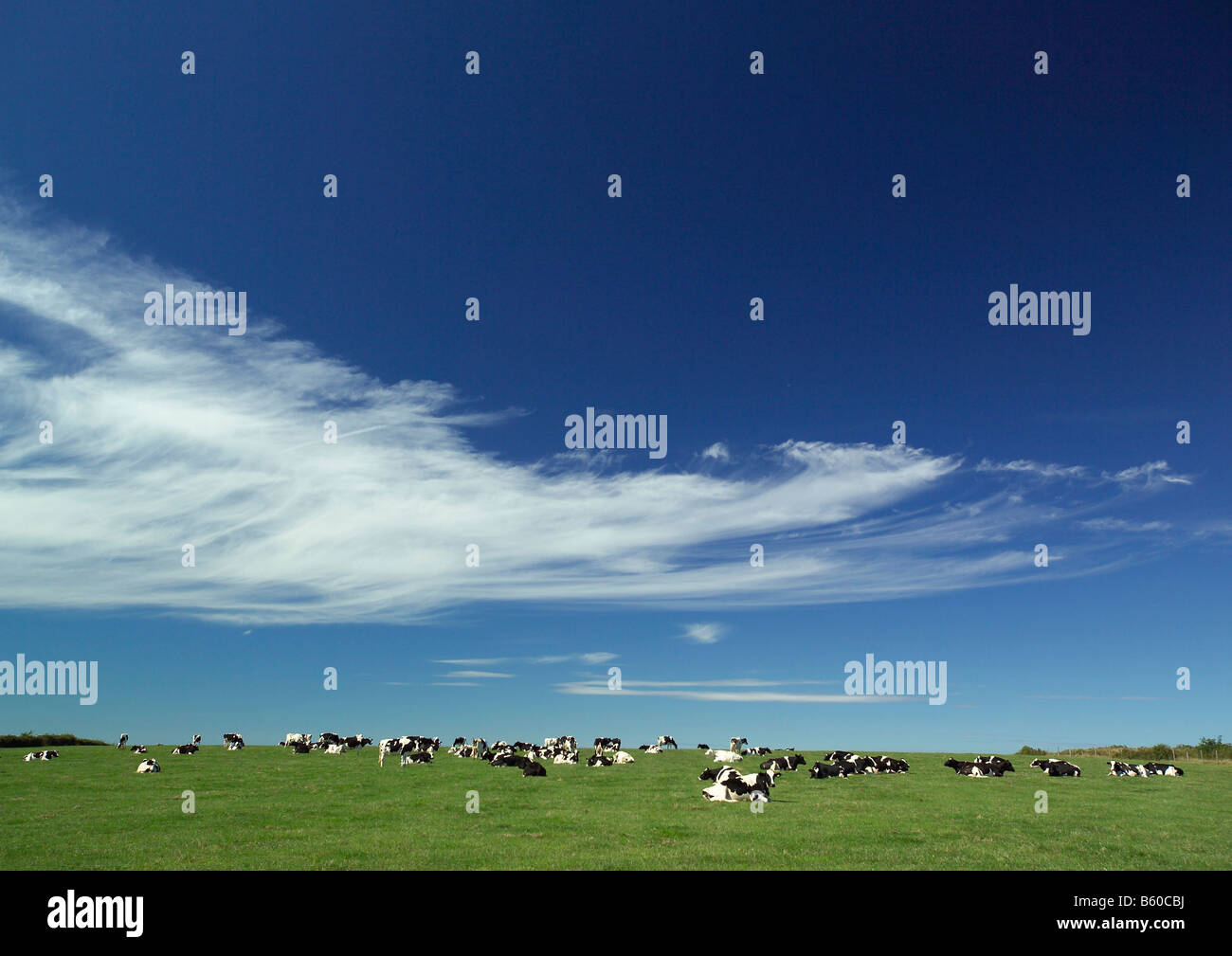 Friesians Stock Photos & Friesians Stock Images - Alamy