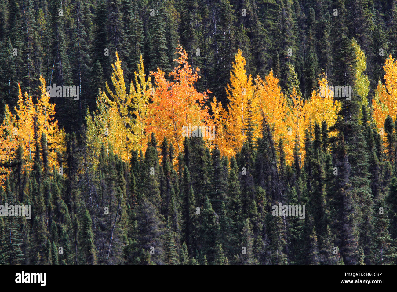 Colorful forest in British Columbia Stock Photo - Alamy