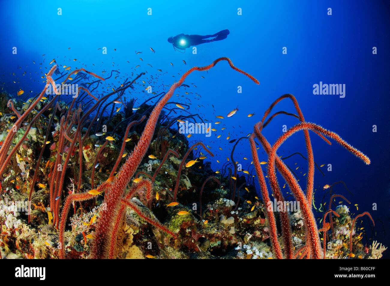 Different Color Sea Whip