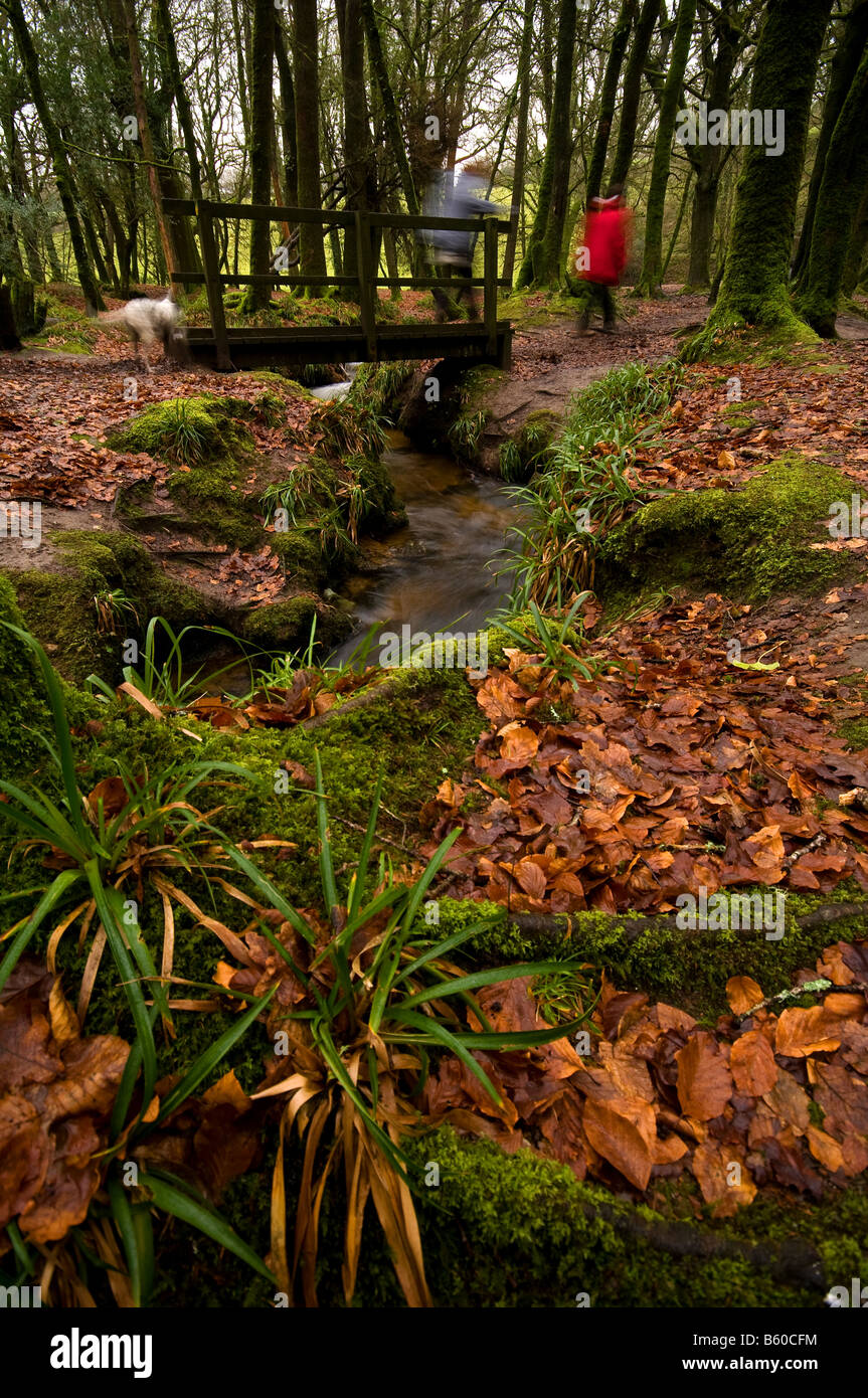 Red goliath hi-res stock photography and images - Alamy