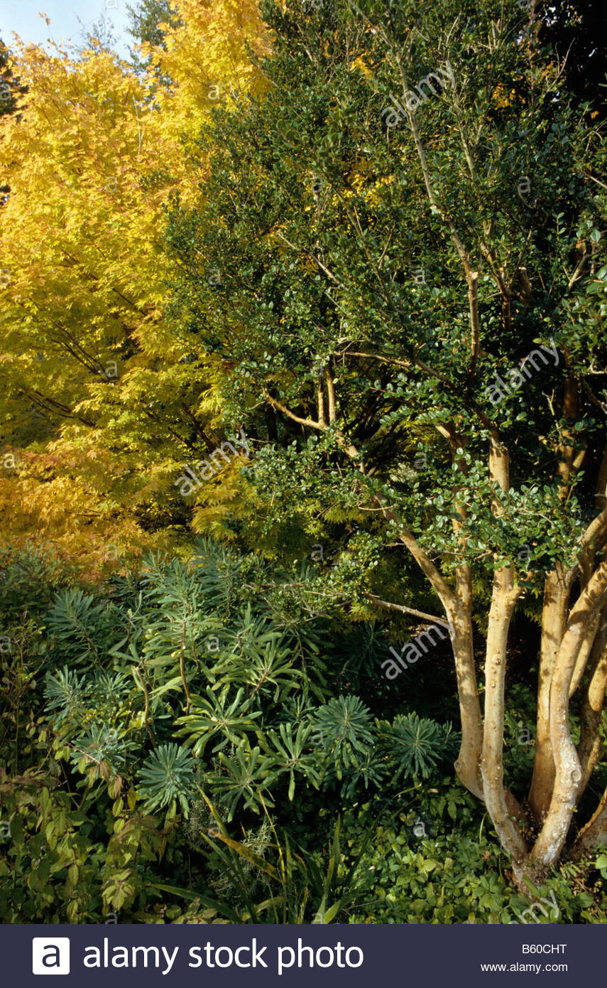 Luma Apiculata Stock Photos & Luma Apiculata Stock Images - Alamy