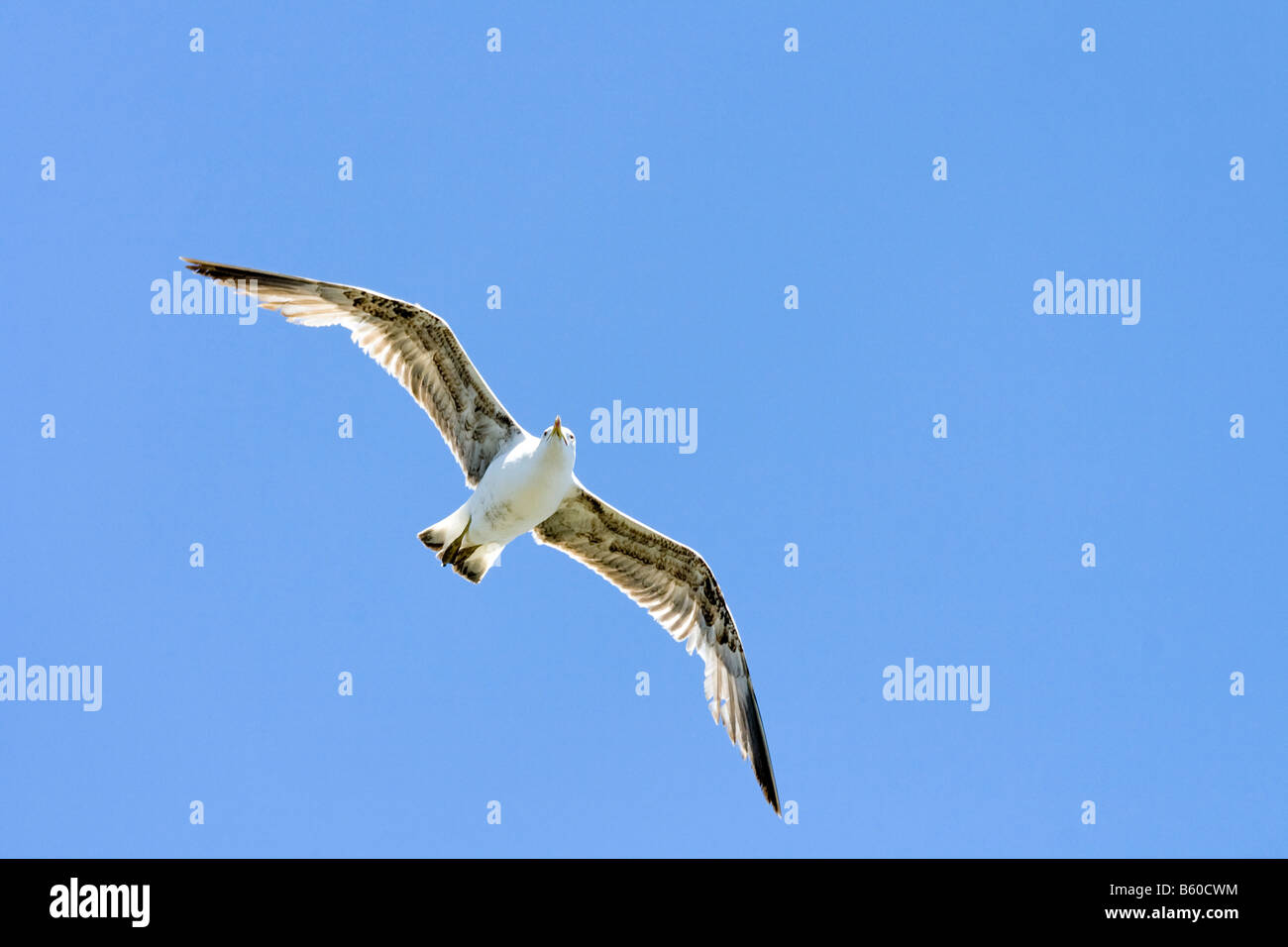 List Of Birds Of Gibraltar : List of Birds A to Z in English with Their ...