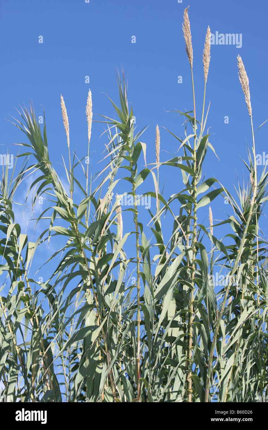 Growing bamboo grass Stock Photo - Alamy