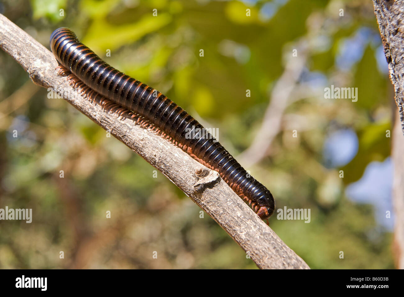Millipede hi-res stock photography and images - Alamy