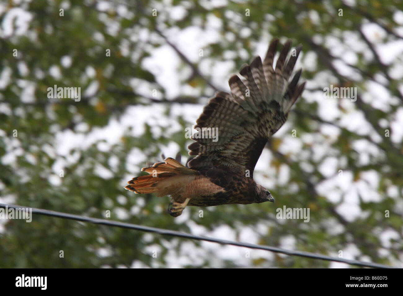 Red tailed Hawk in flight along power line Stock Photo - Alamy
