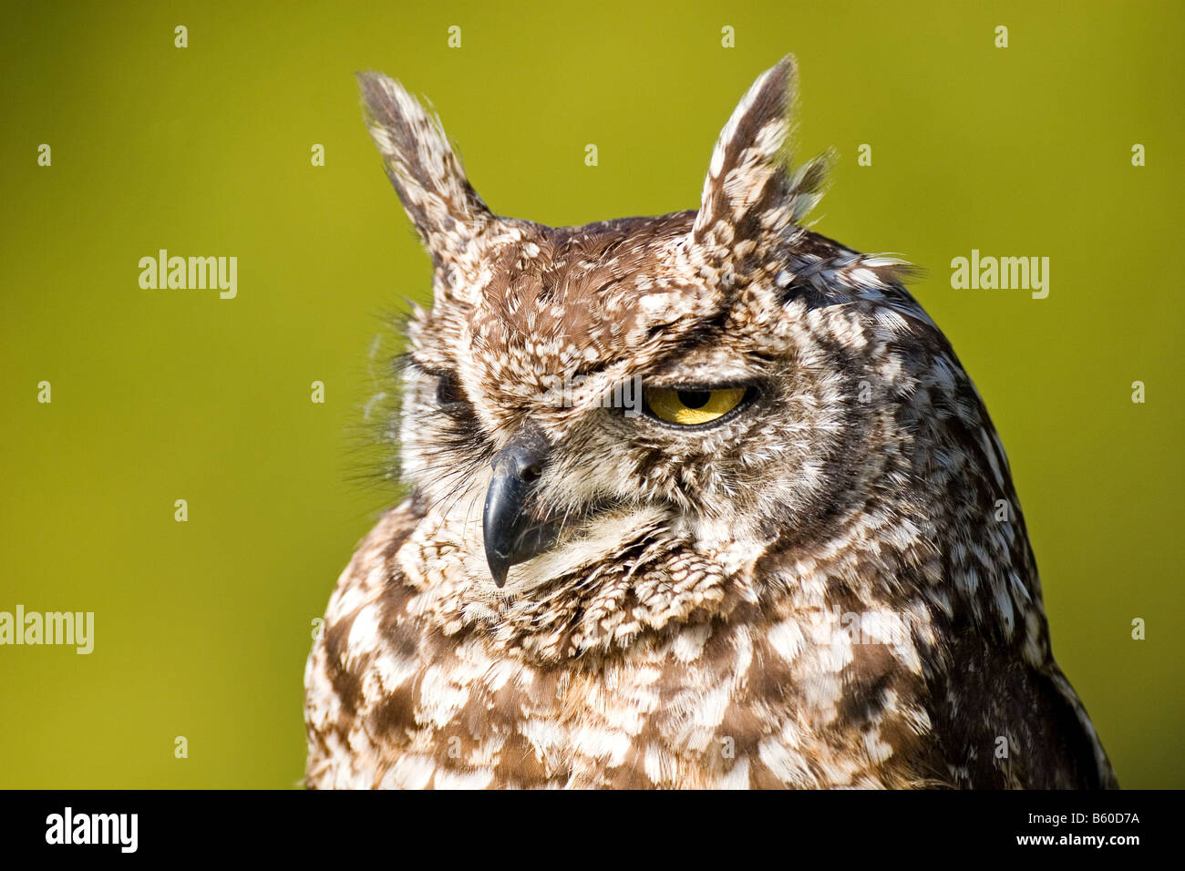 spotted eagle owl, bubo africanus Stock Photo - Alamy