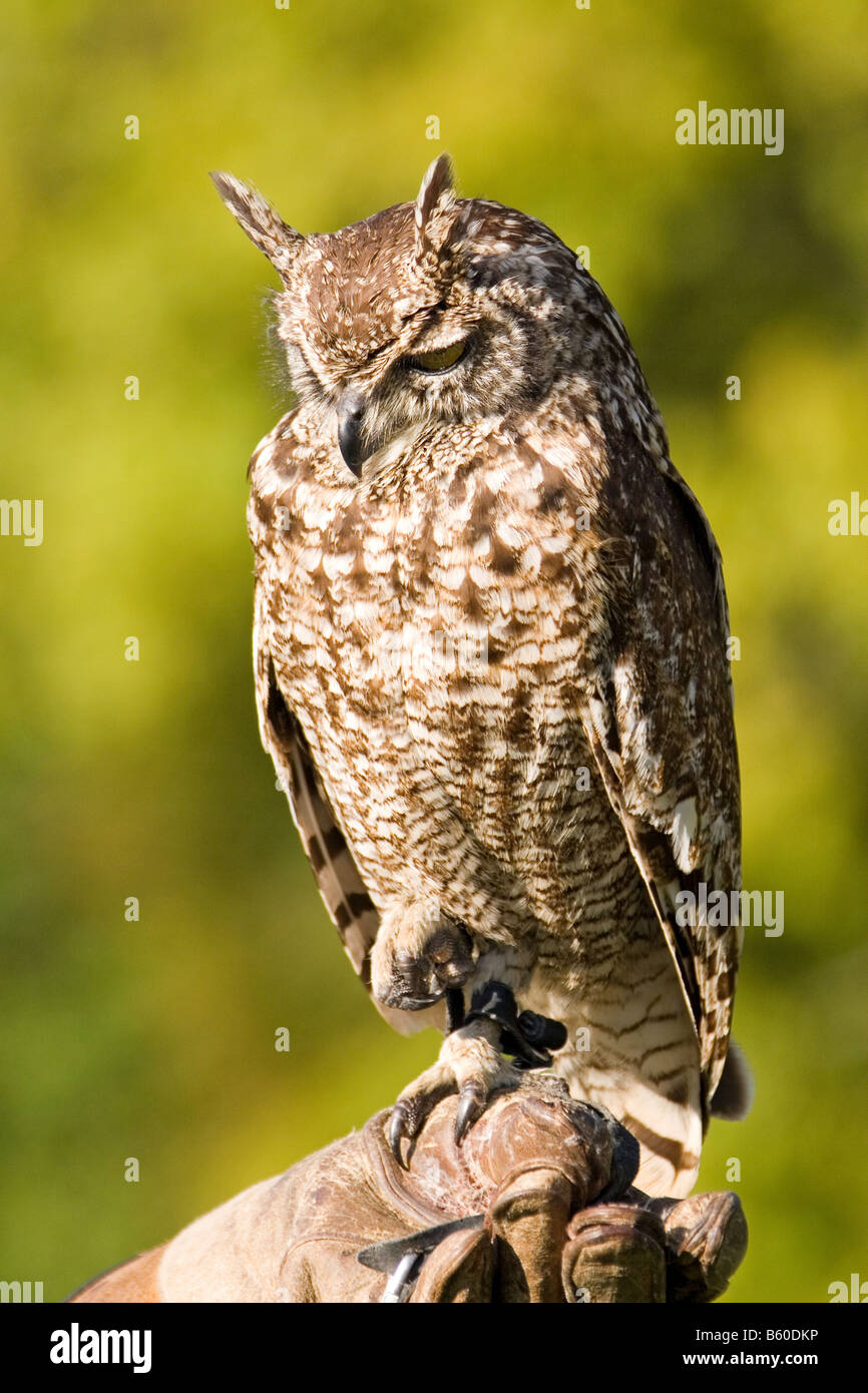 spotted eagle owl, bubo africanus Stock Photo - Alamy