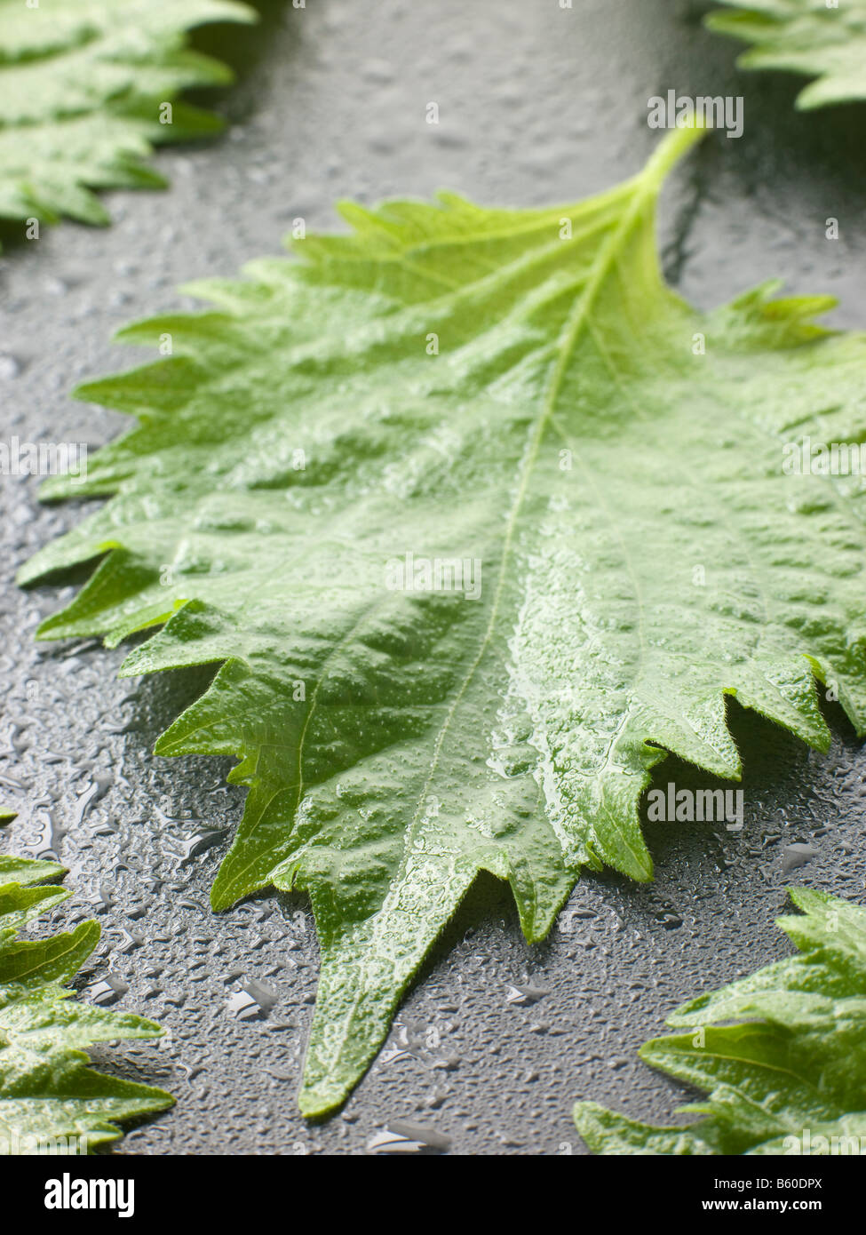Shiso leaf hi-res stock photography and images - Alamy