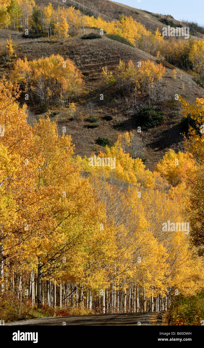 Road trees along mountainside hi-res stock photography and images - Alamy