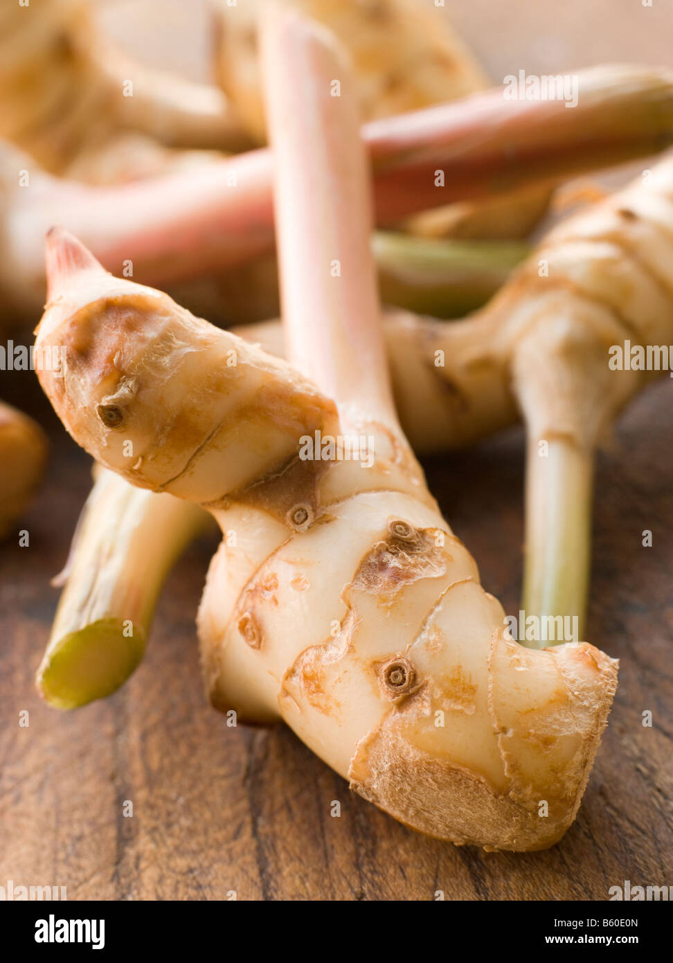 Stem of Galangal Root Stock Photo - Alamy