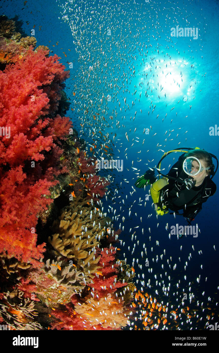 Glassfish hi-res stock photography and images - Alamy