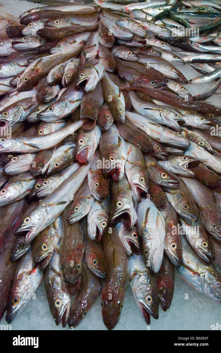 Pile of dead fish hi-res stock photography and images - Alamy