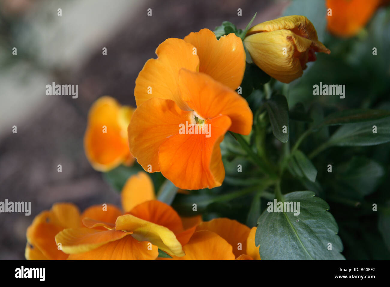 A pansy from my backyard Stock Photo - Alamy