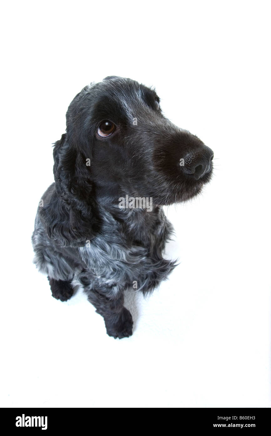 Cocker Spaniel Female Cutout Stock Photo - Alamy