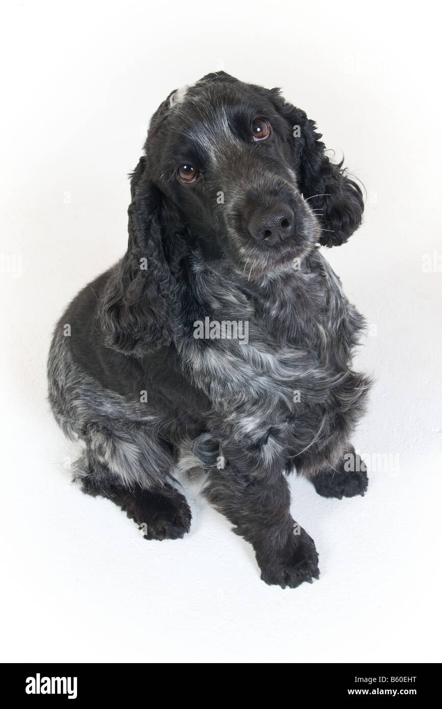 Cocker Spaniel Female Cutout Stock Photo - Alamy