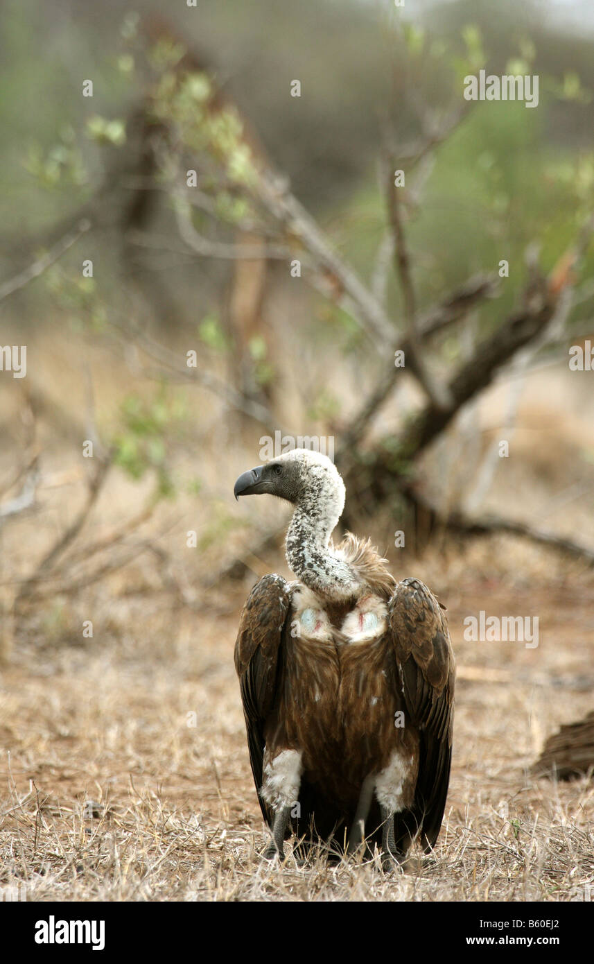 cape vulture gyps coprotheres single adult resting on ground Stock ...