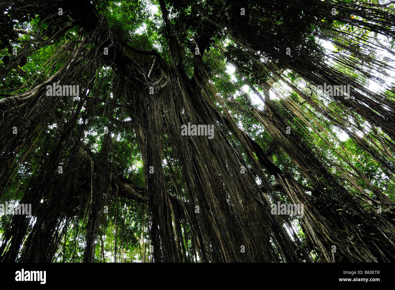 Banyan tree in the monkey forest, Ubud, Bali, Indonesia, Southeast Asia ...