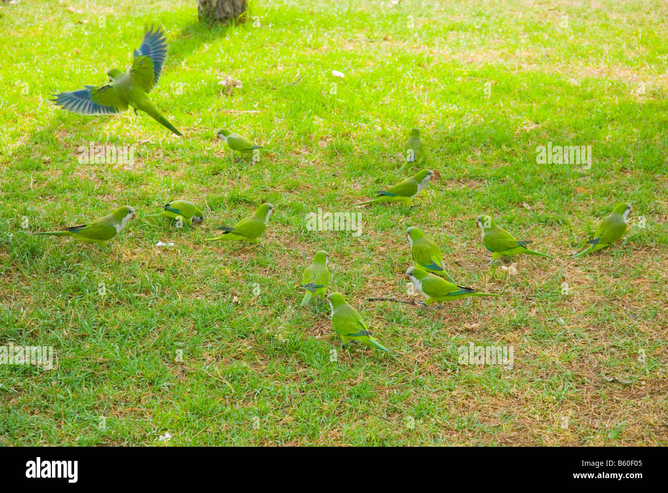 Parakeets birds hi-res stock photography and images - Alamy