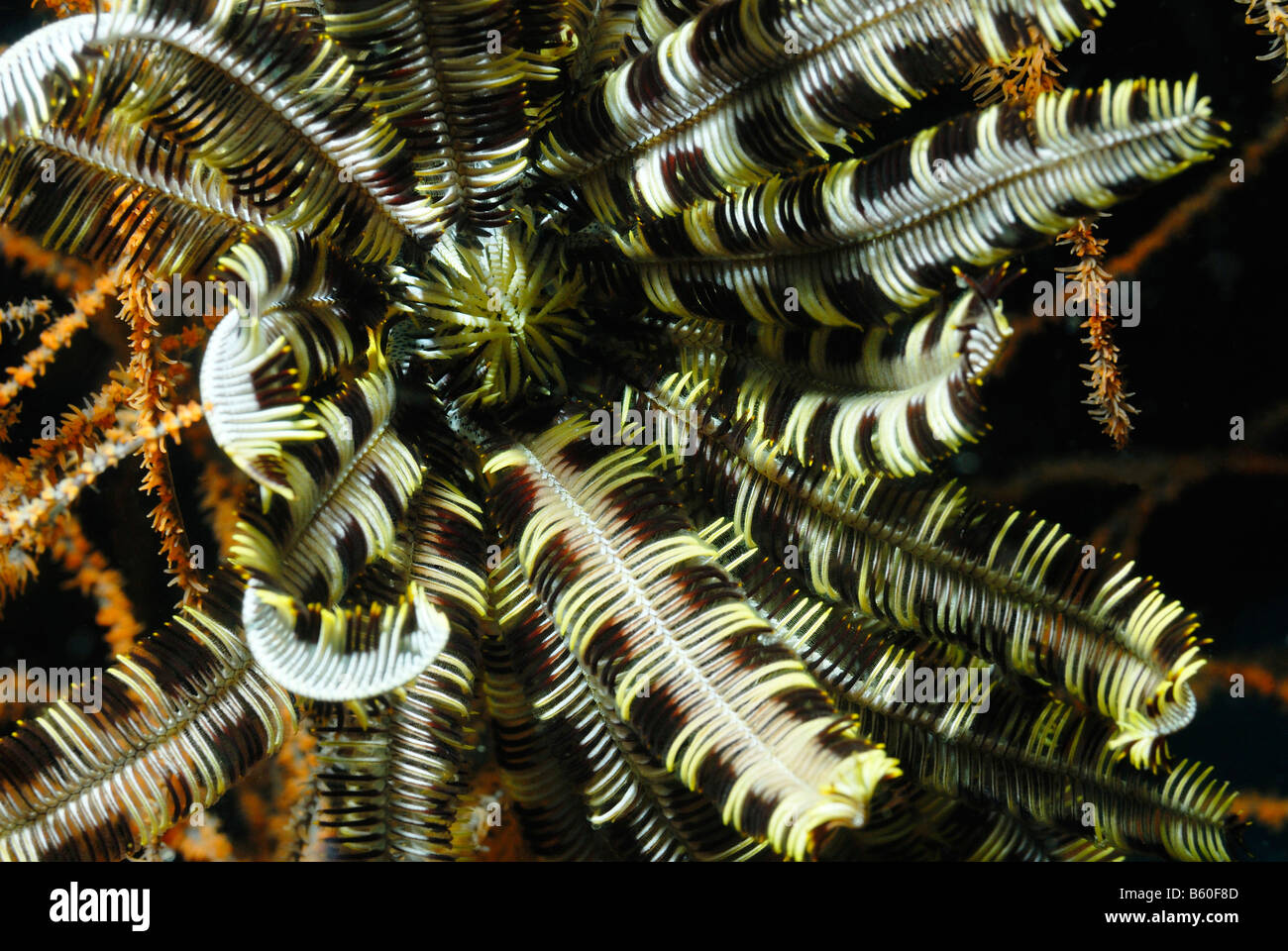 Feather Star (Comatulida), Komodo National Park, World Heritage Site ...