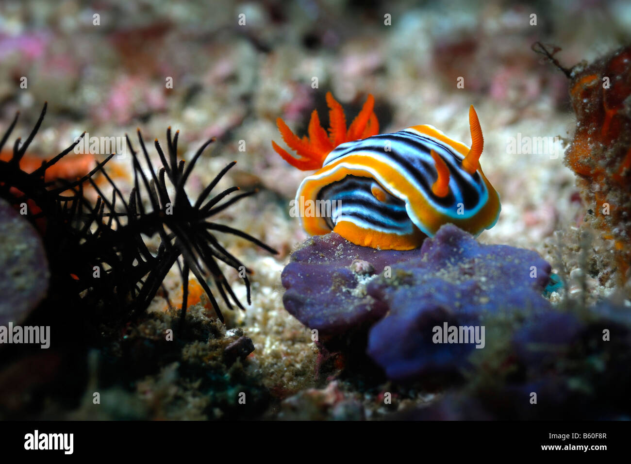 Magnificent Chromodoris (Chromodoris magnifica), Komodo National Park ...