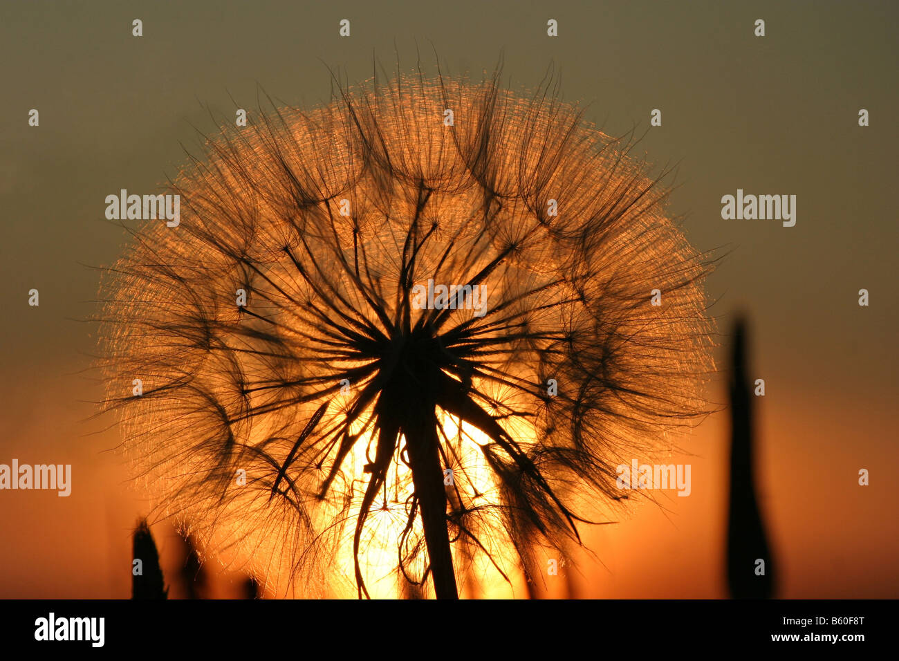 flower in sunset Stock Photo - Alamy