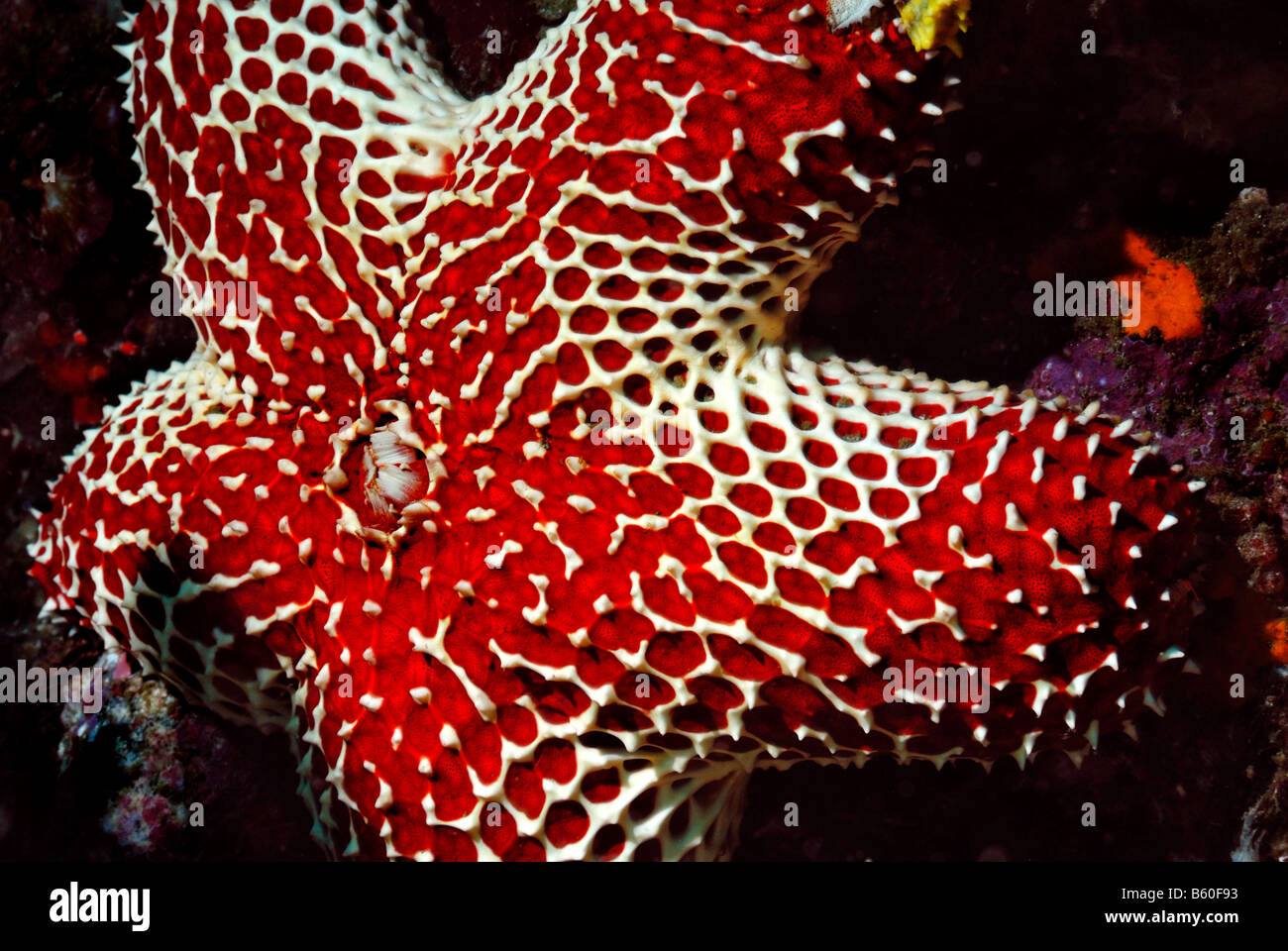 Asteroidae hi-res stock photography and images - Alamy