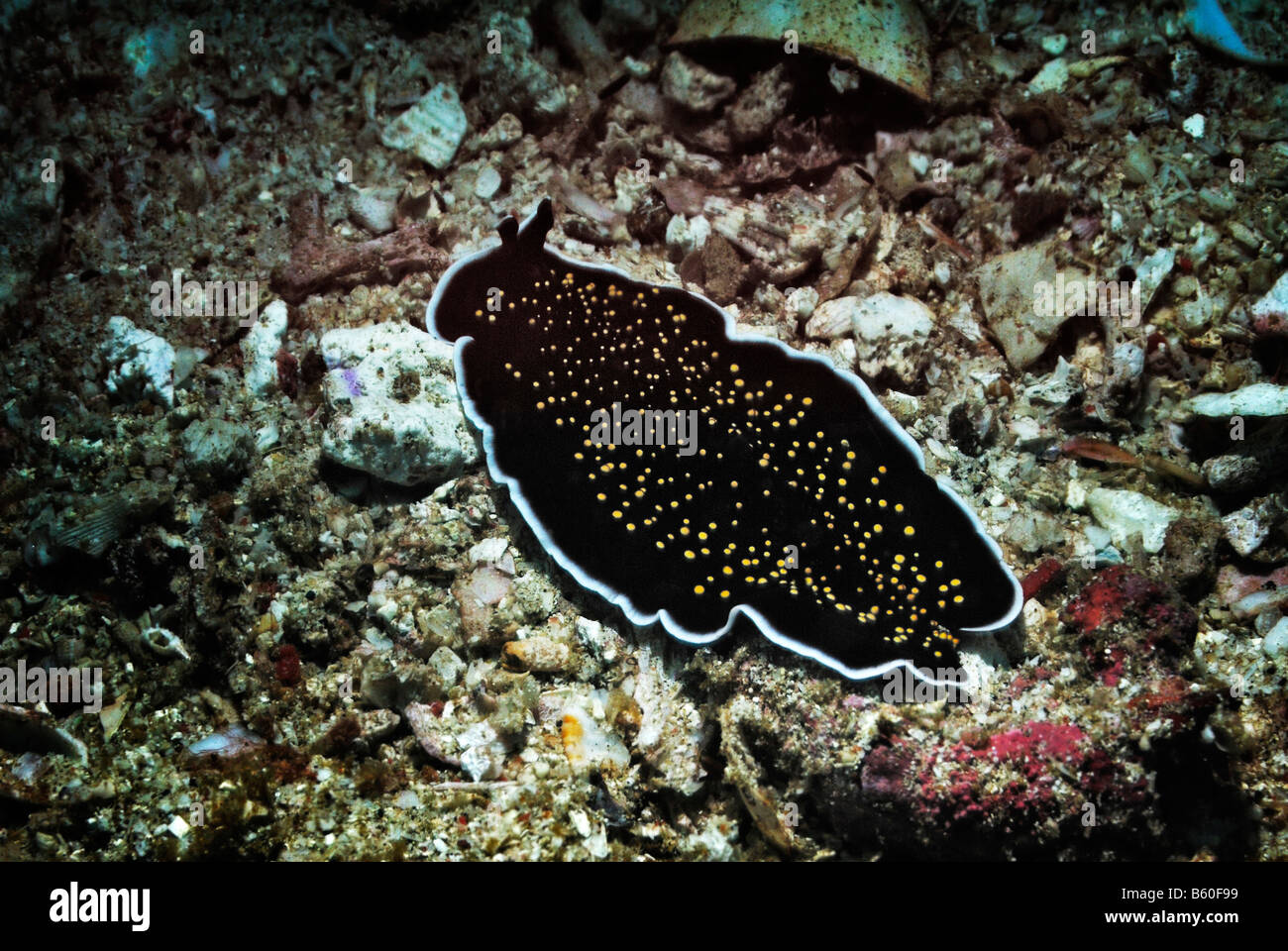 Plathelminthes Stock Photos & Plathelminthes Stock Images - Alamy