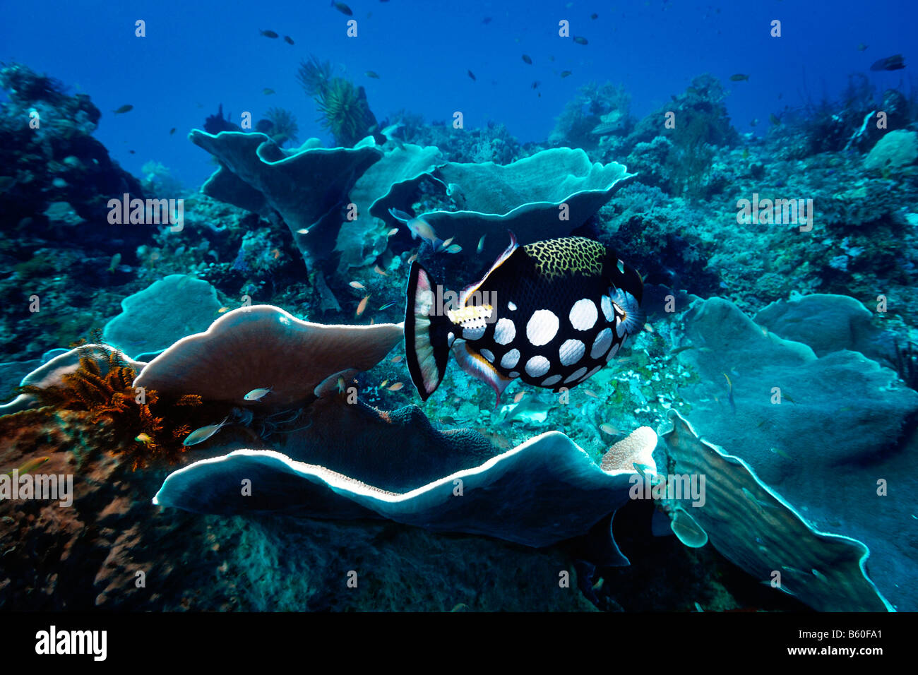 Clown Triggerfish (Balistoides conspicillum) in Disc Coral (Turbinaria ...