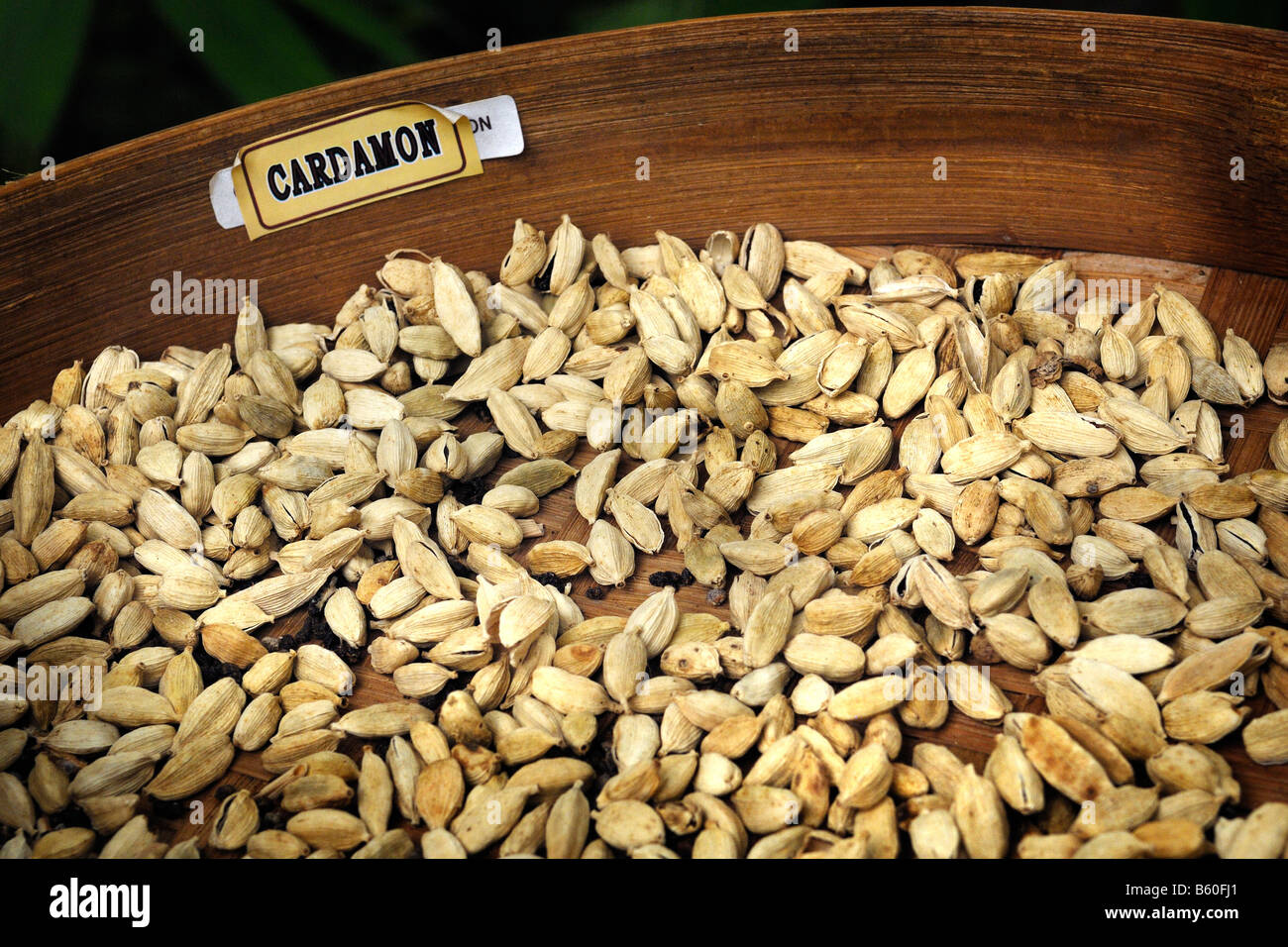 Elettaria cardamomum hi-res stock photography and images - Alamy