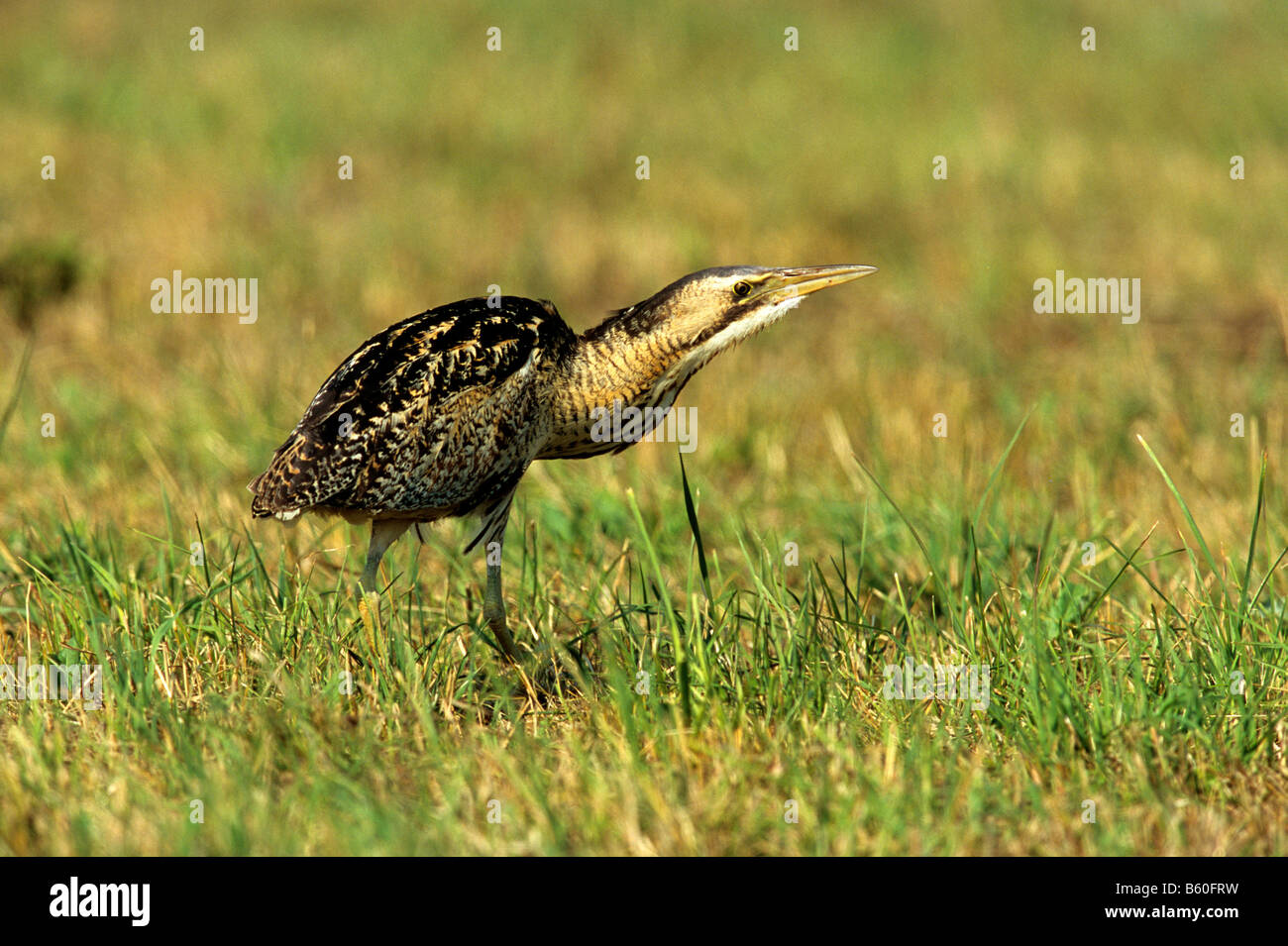 Eurasian Bittern or Great Bittern (Botaurus stellaris) searching for ...