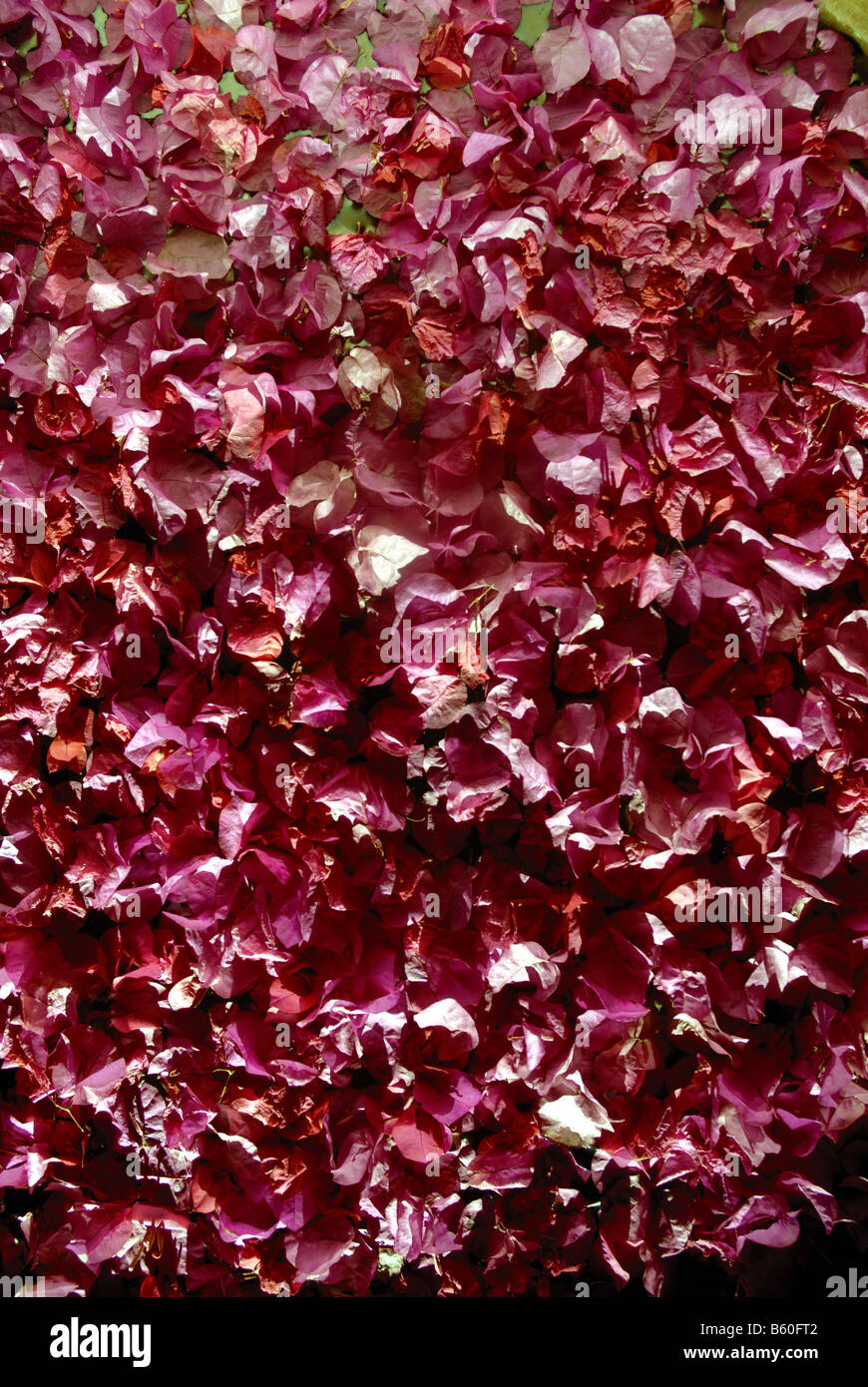 FLOWERS IN A VESSEL Stock Photo - Alamy