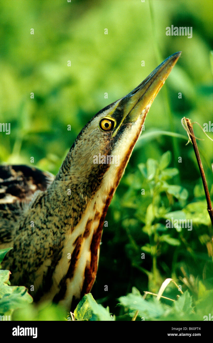 Stellaris great hi-res stock photography and images - Alamy