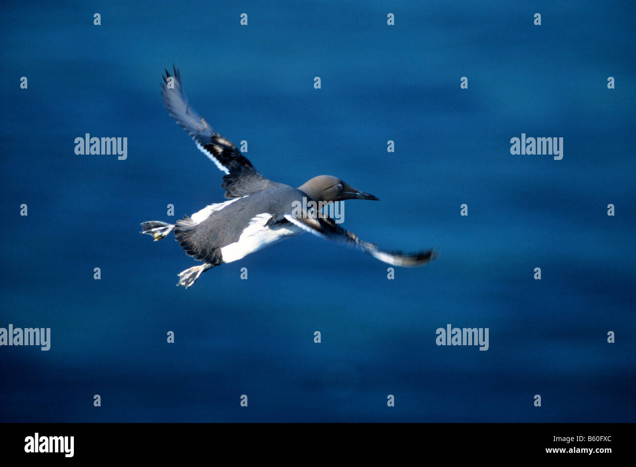 Thin-billed or Common Murre or Common Guillemot (Uria aalge) flying ...