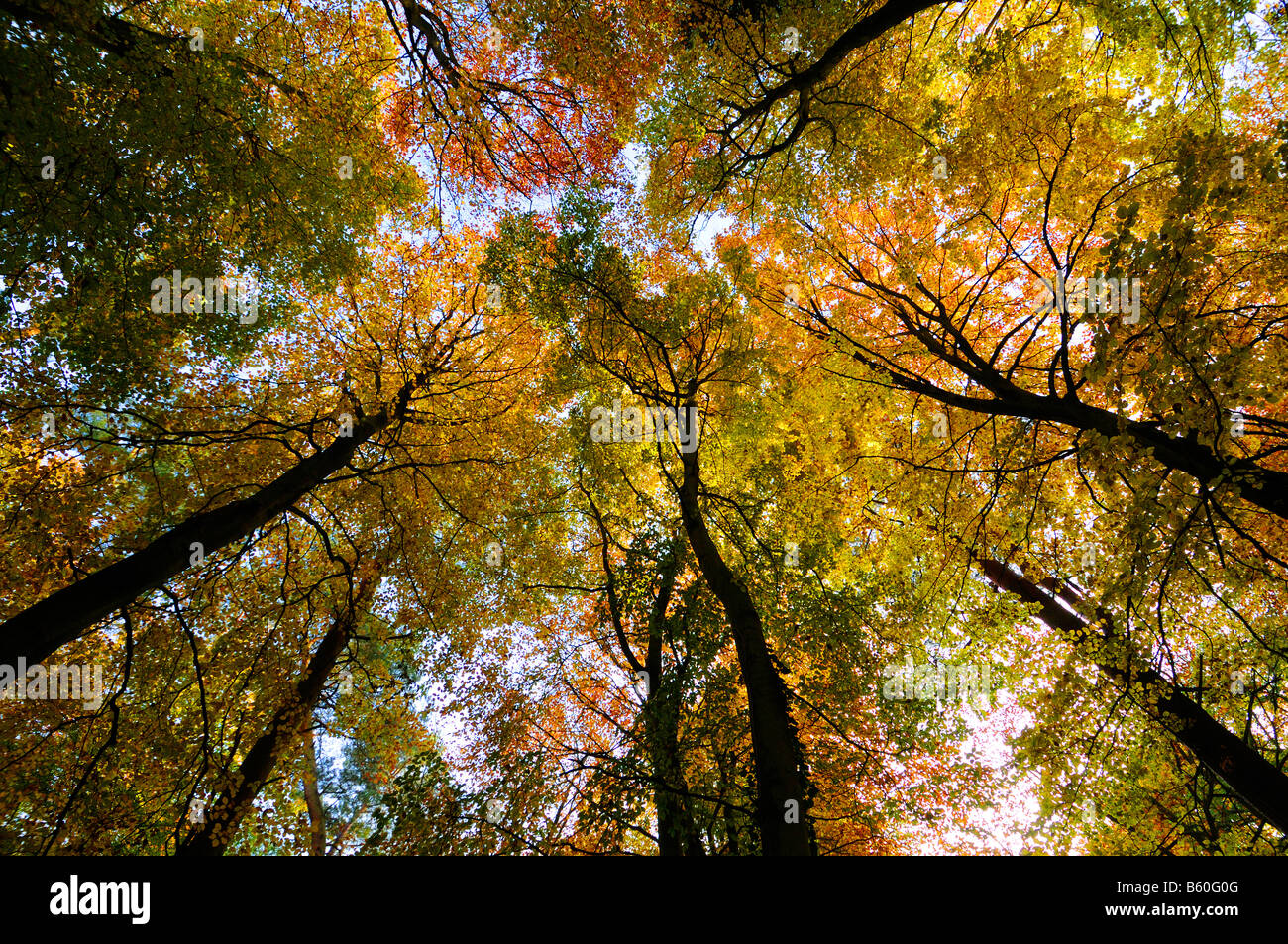 Beech Canopy fagus sylvatica L in autumn woodland UK November Stock ...