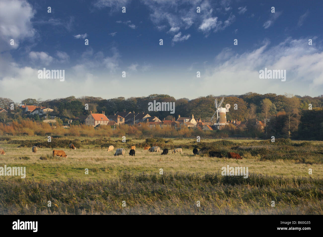 Grazing marsh with cattle and Cley village in background Norfolk Uk ...