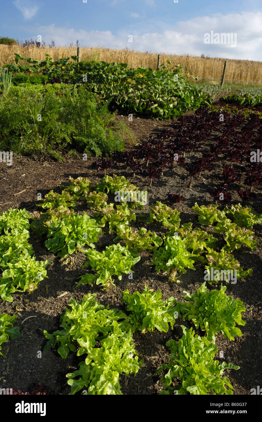 Vegetable plot farm hi-res stock photography and images - Alamy