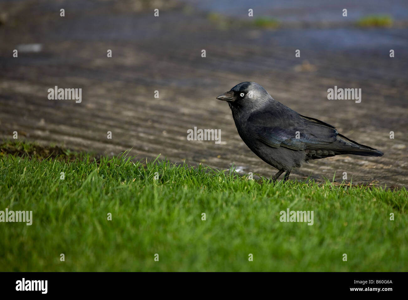 Smallest crow hi-res stock photography and images - Alamy
